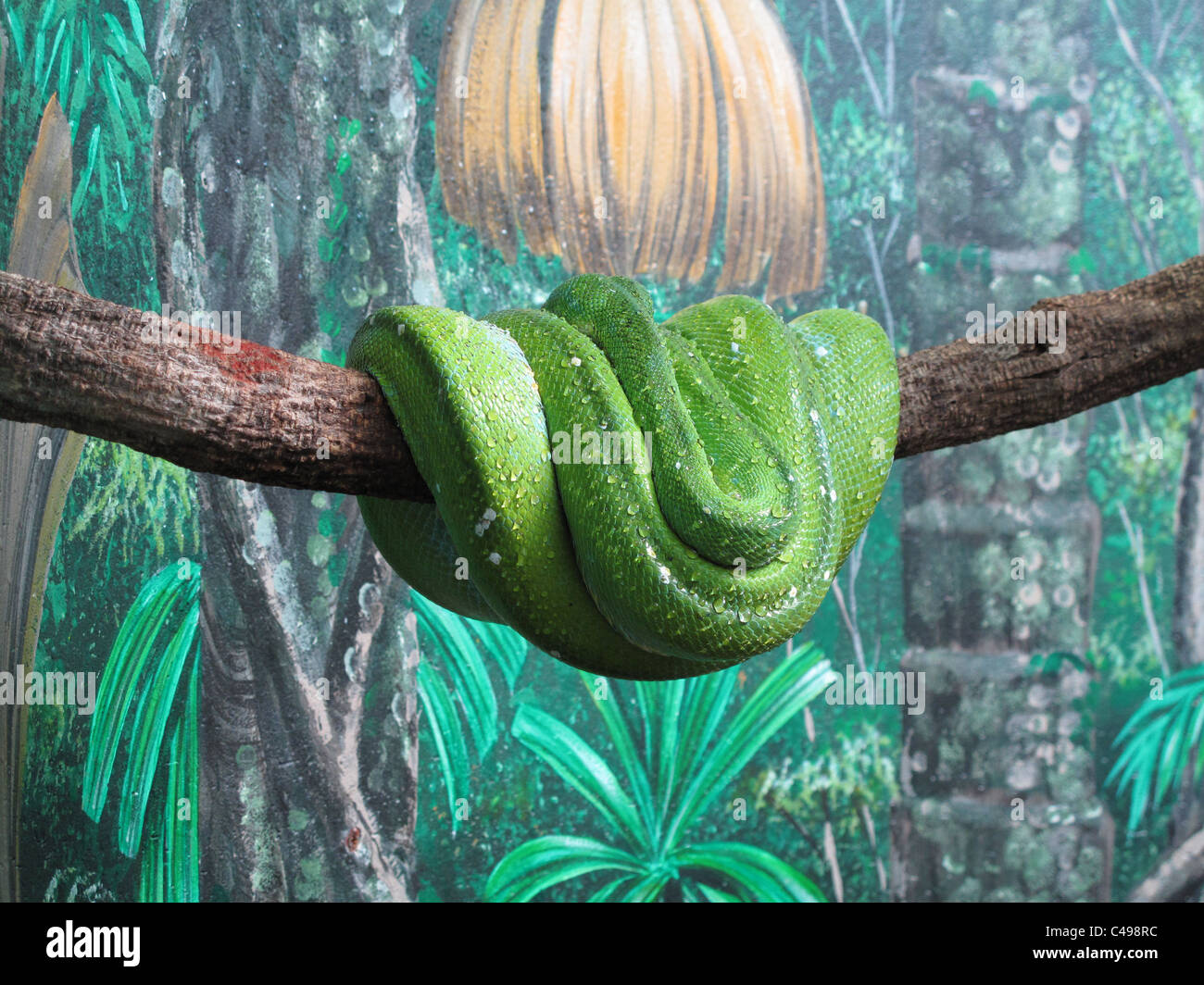 Green python resting on branch Stock Photo - Alamy