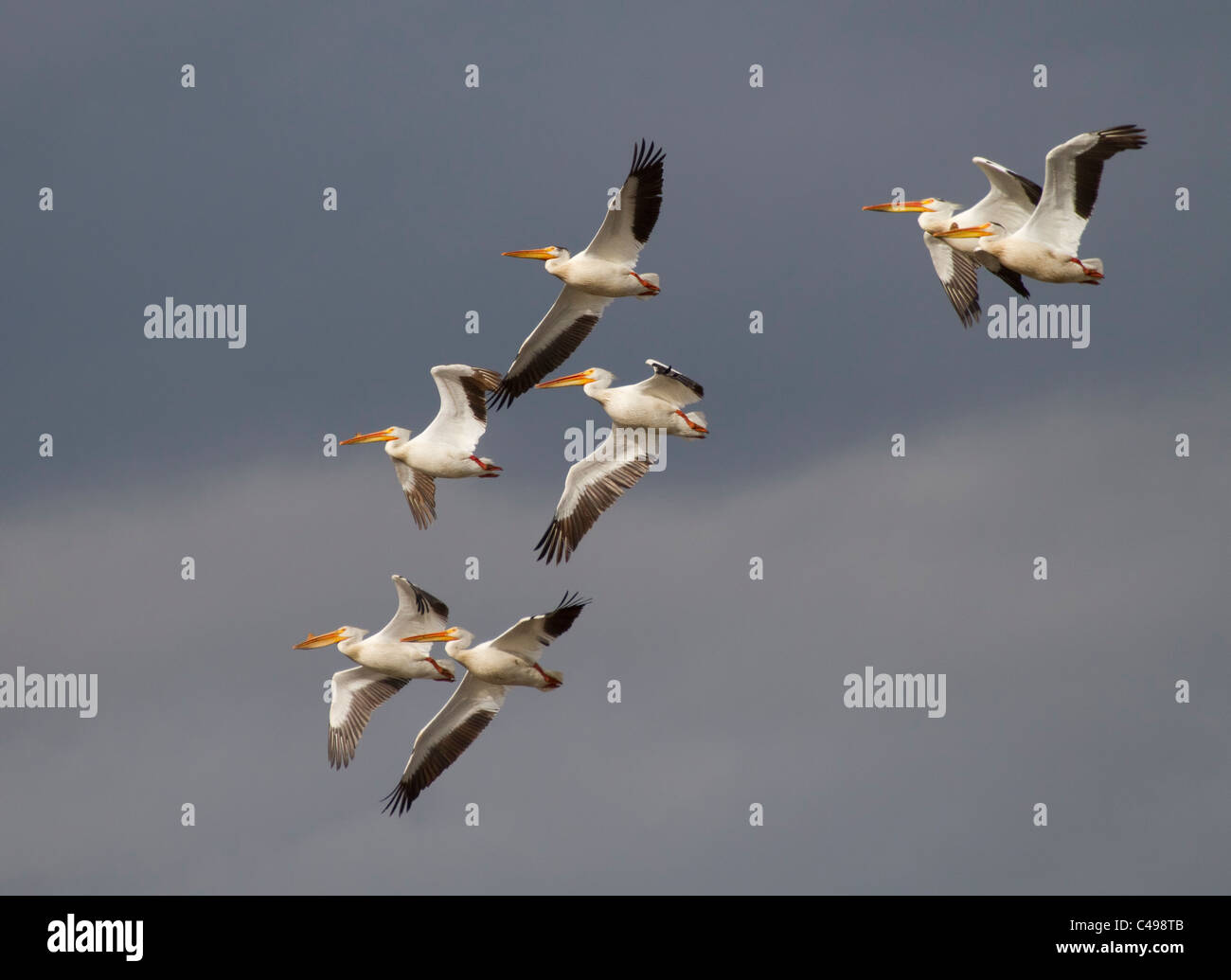 Seven White Pelicans flying around Ankeny NWR, Oregon, U.S.A Stock ...