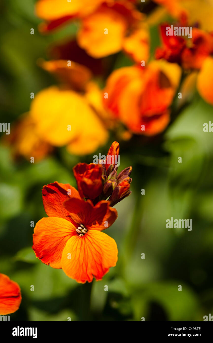 Erysimum ‘Orange’, Wallflowers, in flower Stock Photo - Alamy