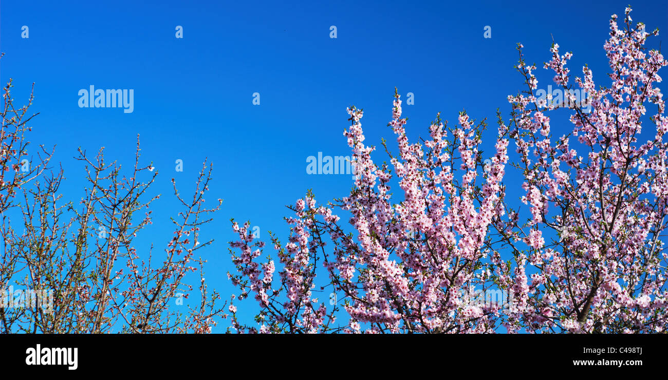 Pink blossom under springtime blue sky Stock Photo - Alamy