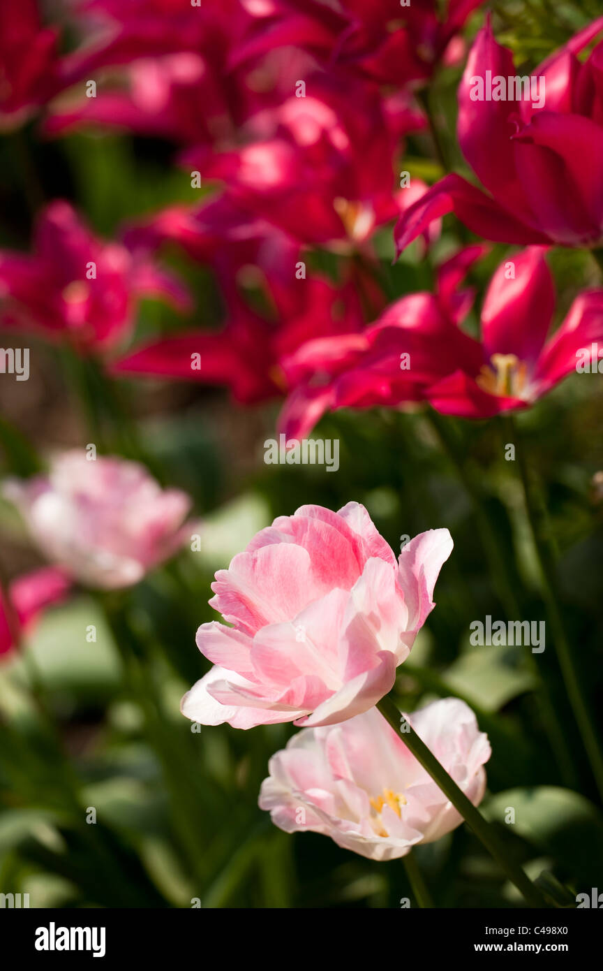 Angelique flower hi-res stock photography and images - Alamy