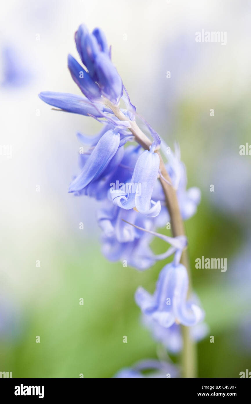 Scilla non scripta liliaceae hi-res stock photography and images - Alamy