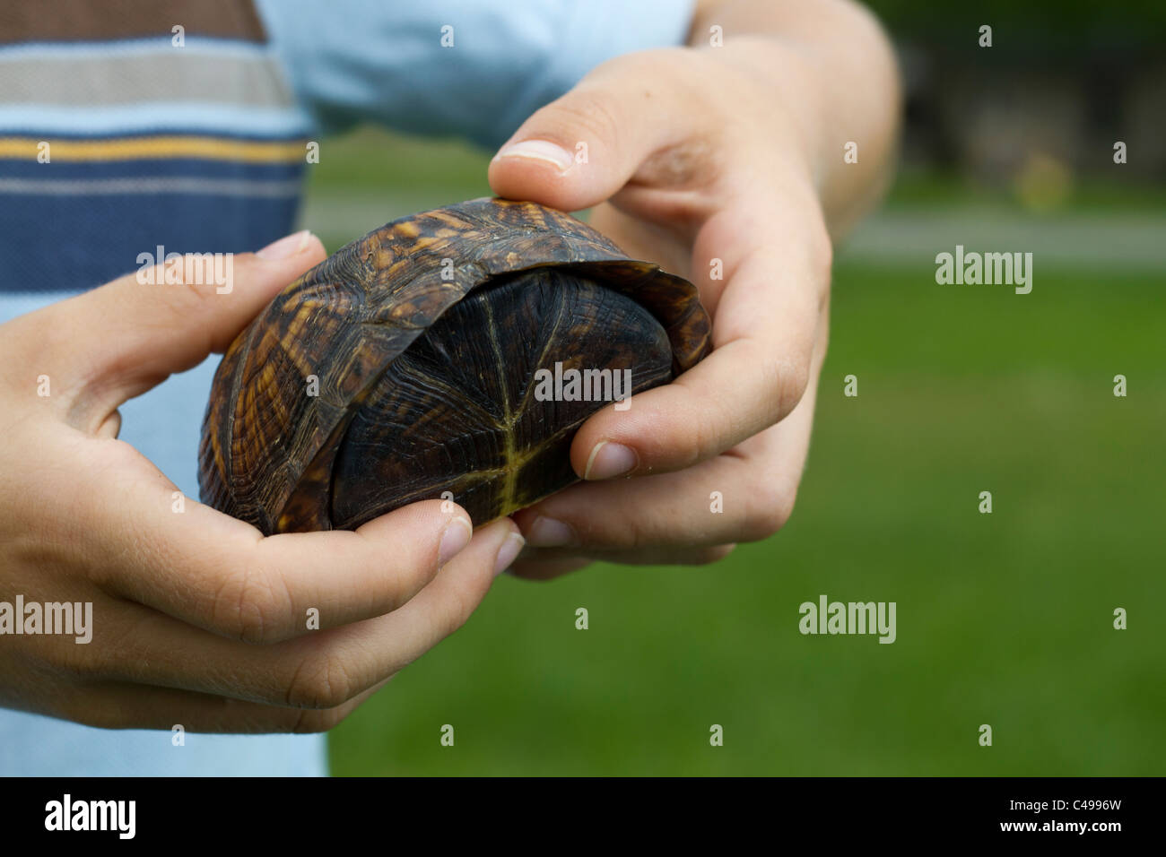 Young boy holding a turtle Stock Photo - Alamy