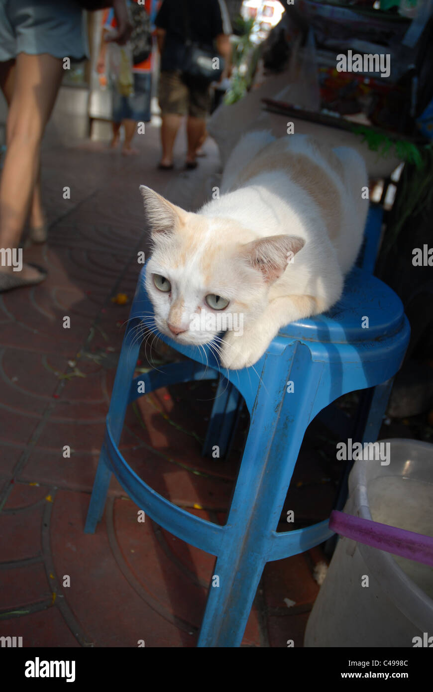Stray Cat on Blue Plastic Chair, Bangkok, Thailand Stock Photo - Alamy