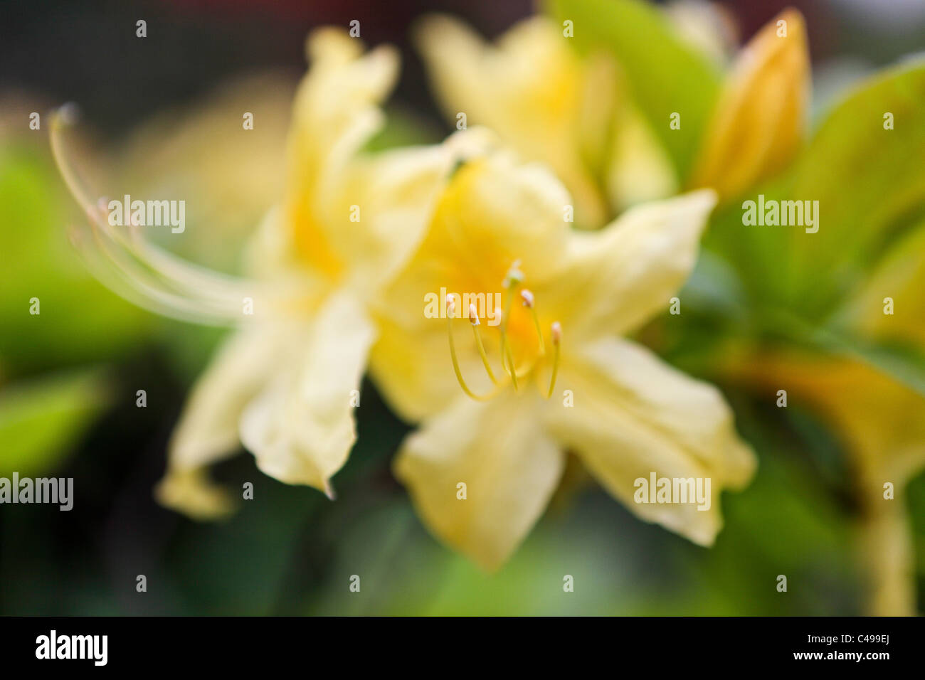 Wonderfully soft image with focused stamen of this yellow Azalea ...