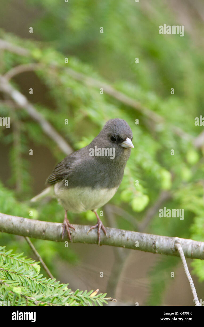 Dark-eyed Junco perching in Hemlock Tree - Vertical Stock Photo - Alamy