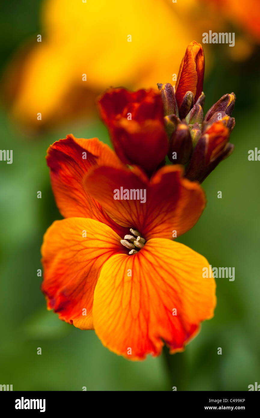 Erysimum uk hi-res stock photography and images - Alamy
