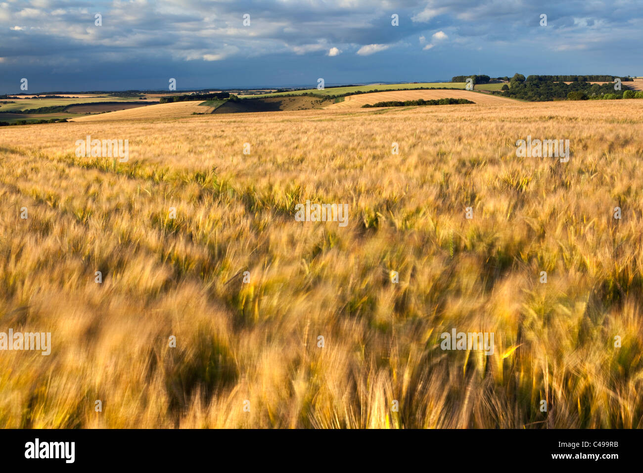 Wind blown cornfield hi-res stock photography and images - Alamy