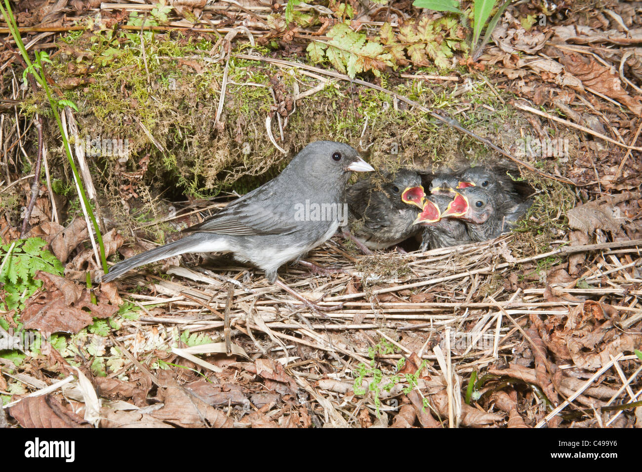 Oregon Junco Nesting Habits