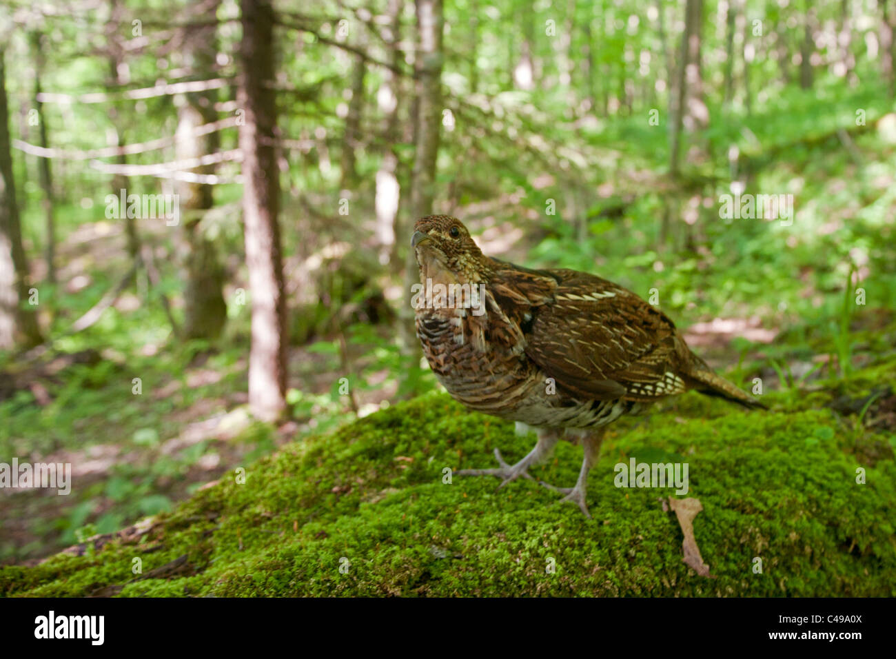 Grouse and partridge hi-res stock photography and images - Alamy