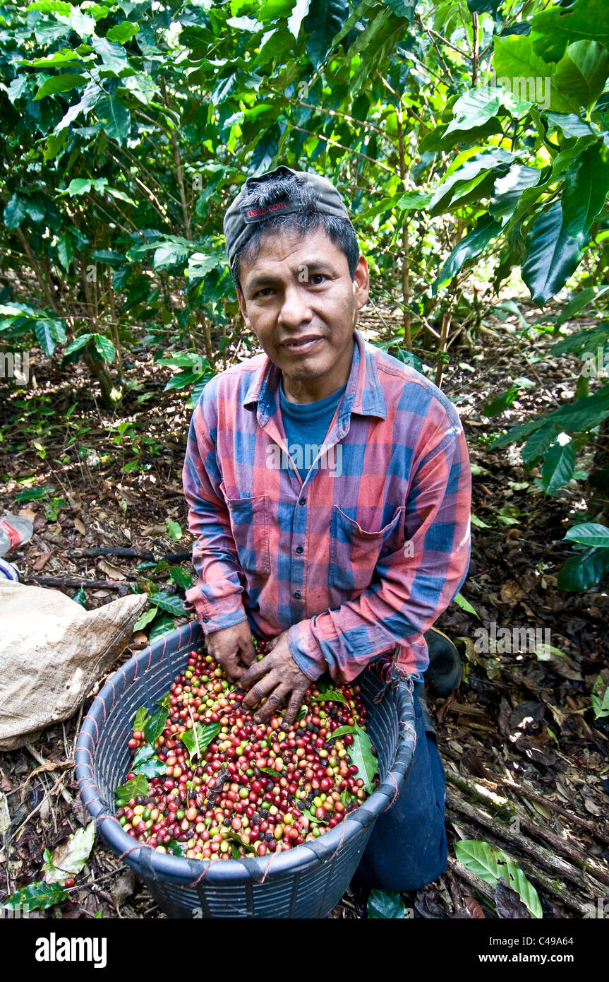 Coffee picker america hi-res stock photography and images - Alamy