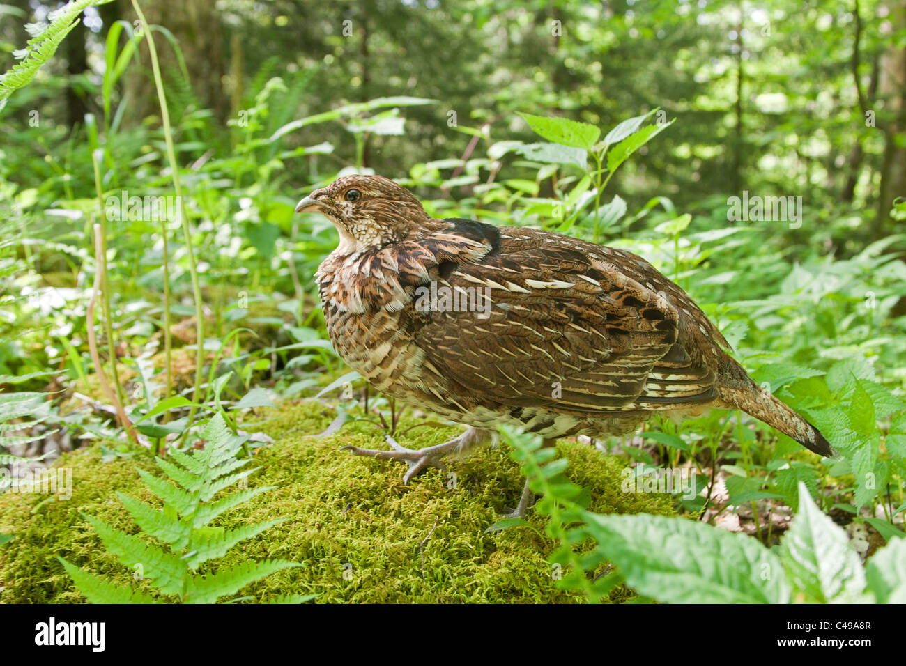 Grouse and partridge hi-res stock photography and images - Alamy