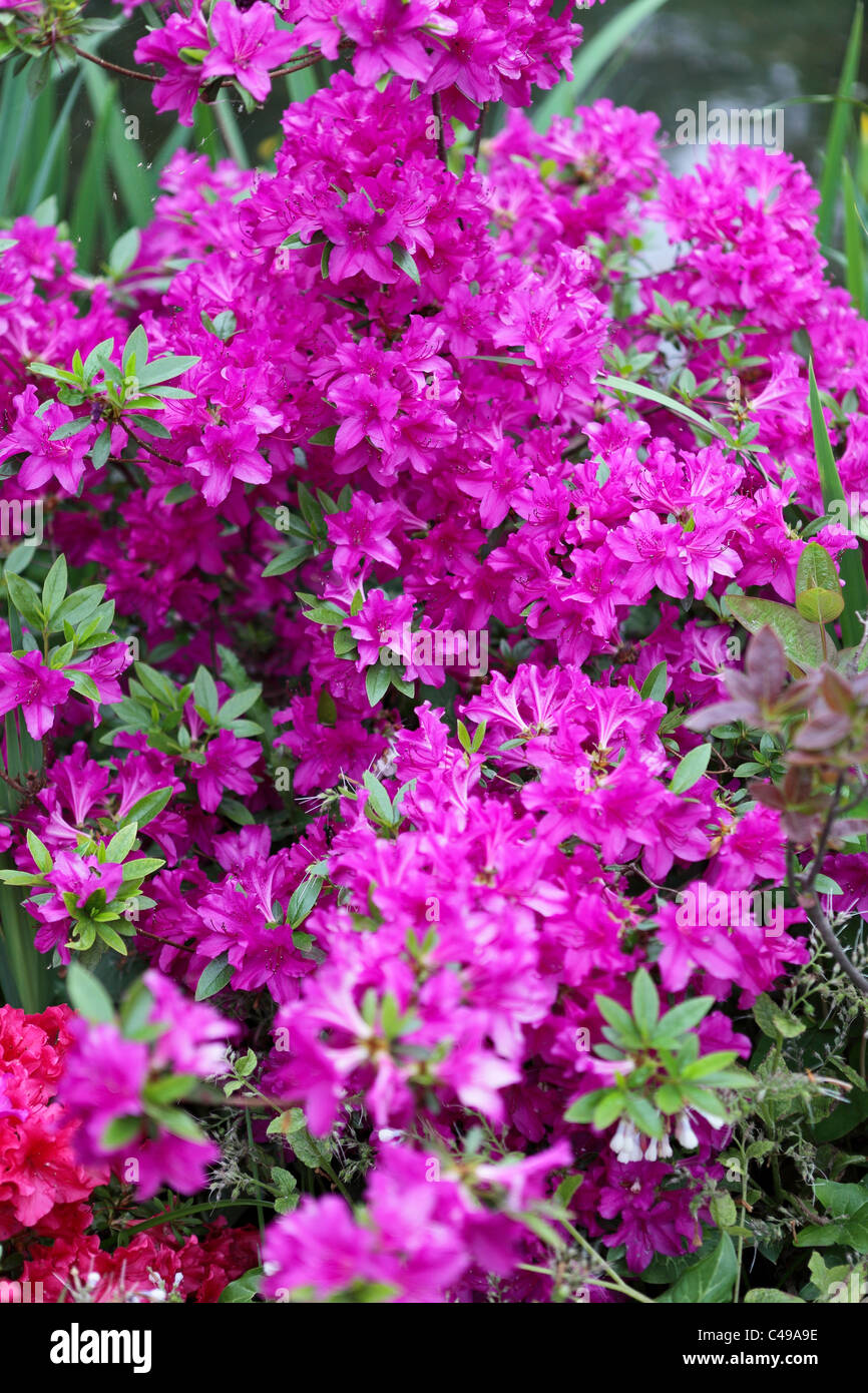 Spring pink azaleas in soft focus Stock Photo - Alamy