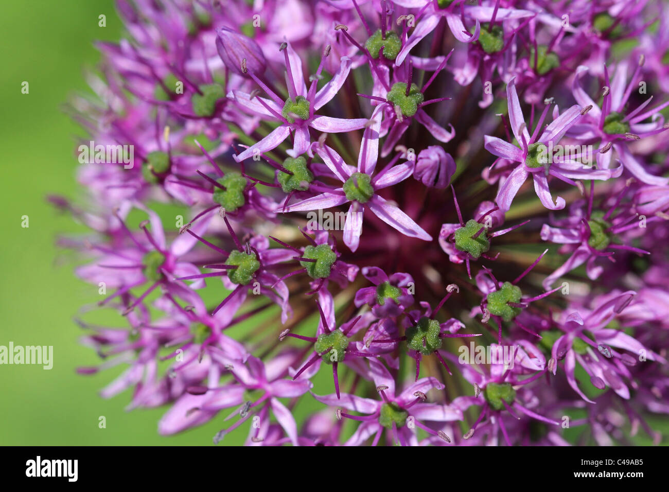 Allium giganteum perennial flower hi-res stock photography and images ...