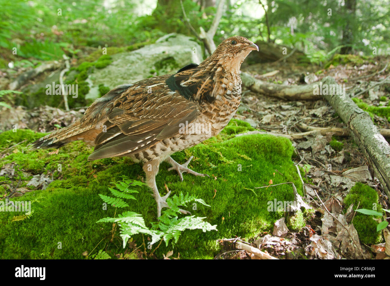 Grouse Bird Birds Partridge High Resolution Stock Photography and ...