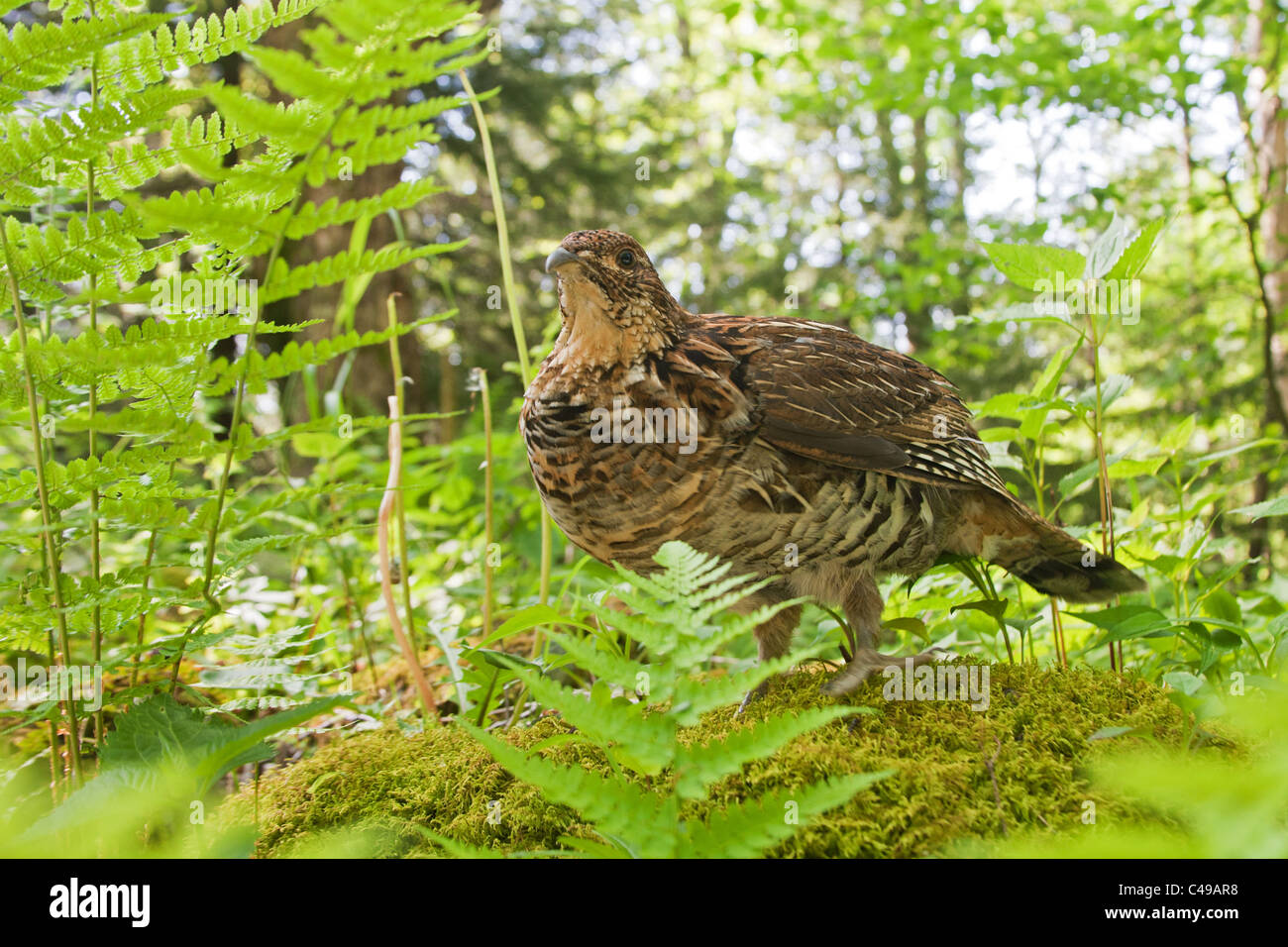 Grouse bird birds partridge hi-res stock photography and images - Alamy