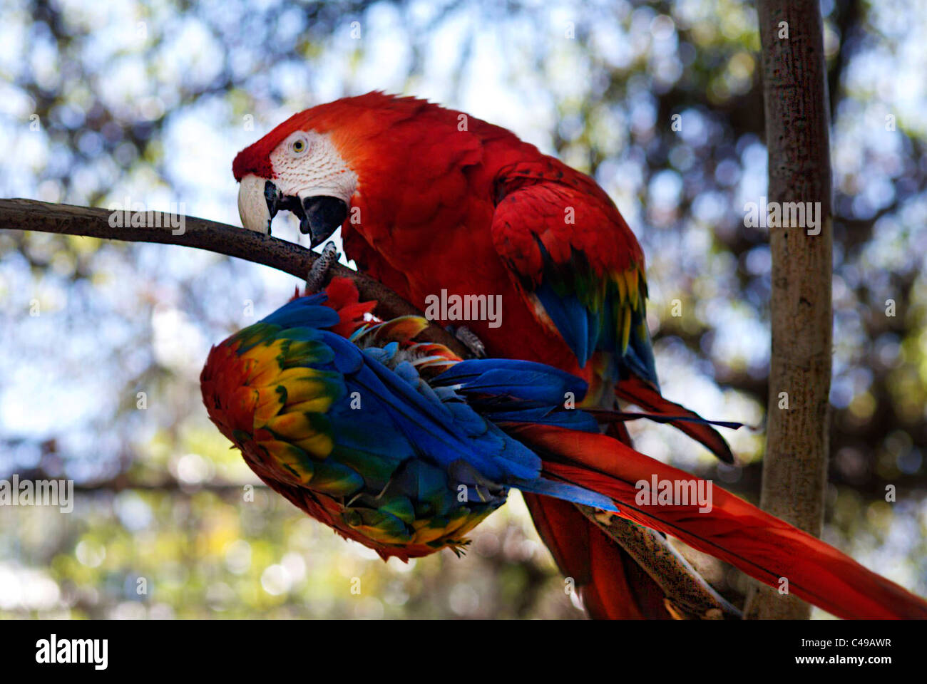 Two birds on a branch one is trying to bite the other Stock Photo - Alamy