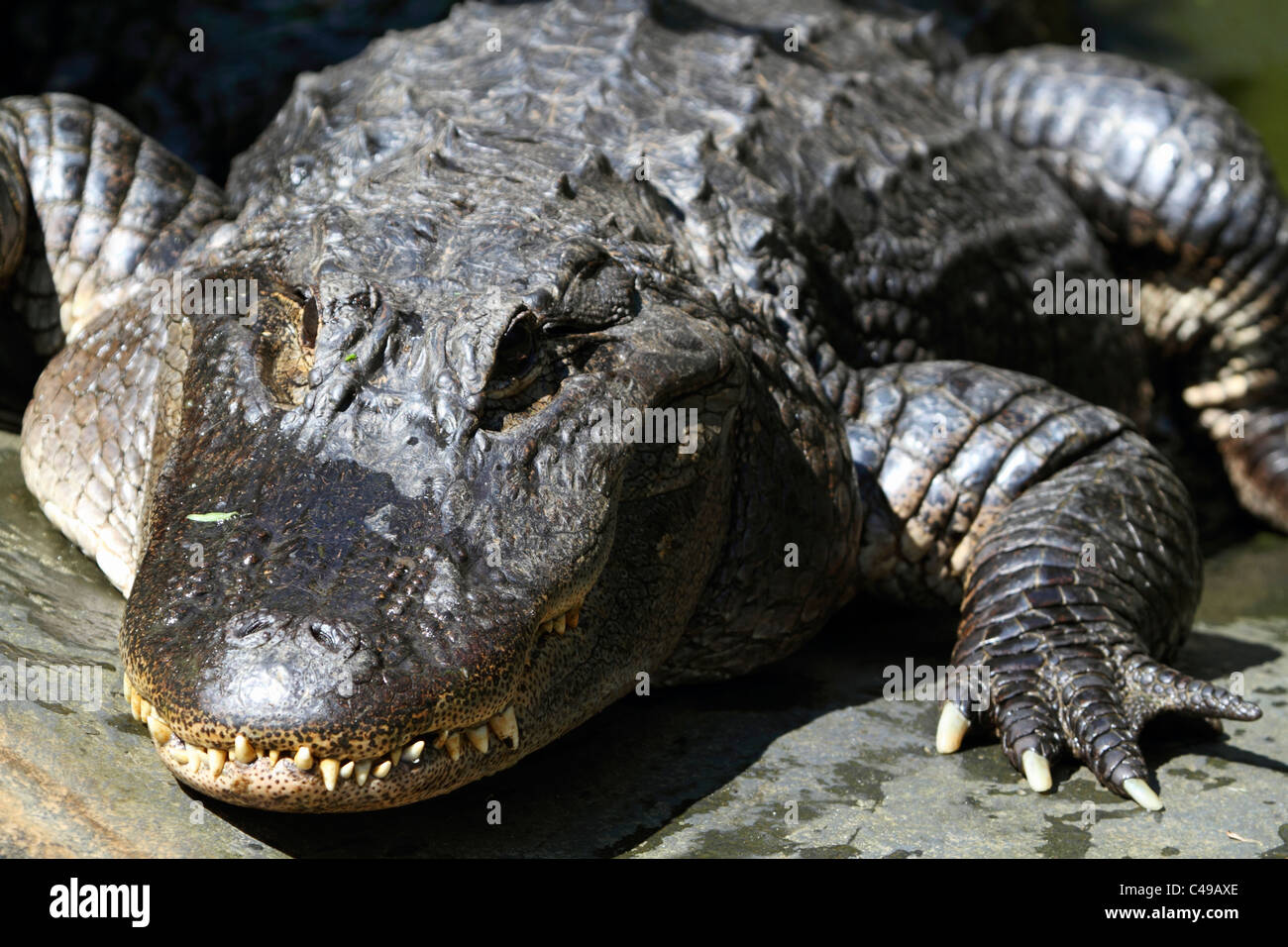 An American Alligator, Alligator mississippiensis. Cape May County Zoo ...