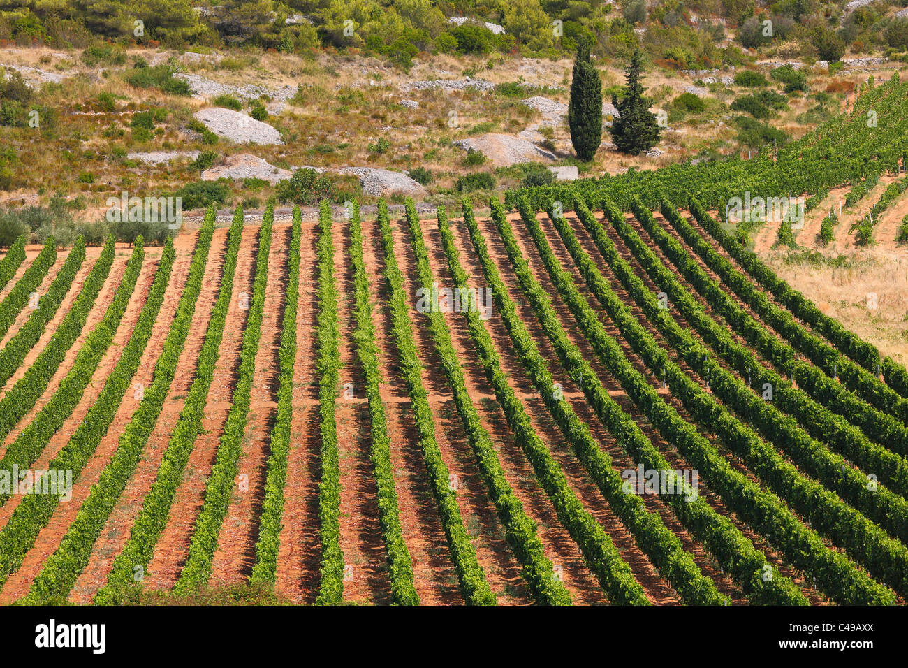 The vine of the earth High Resolution Stock Photography and Images - Alamy