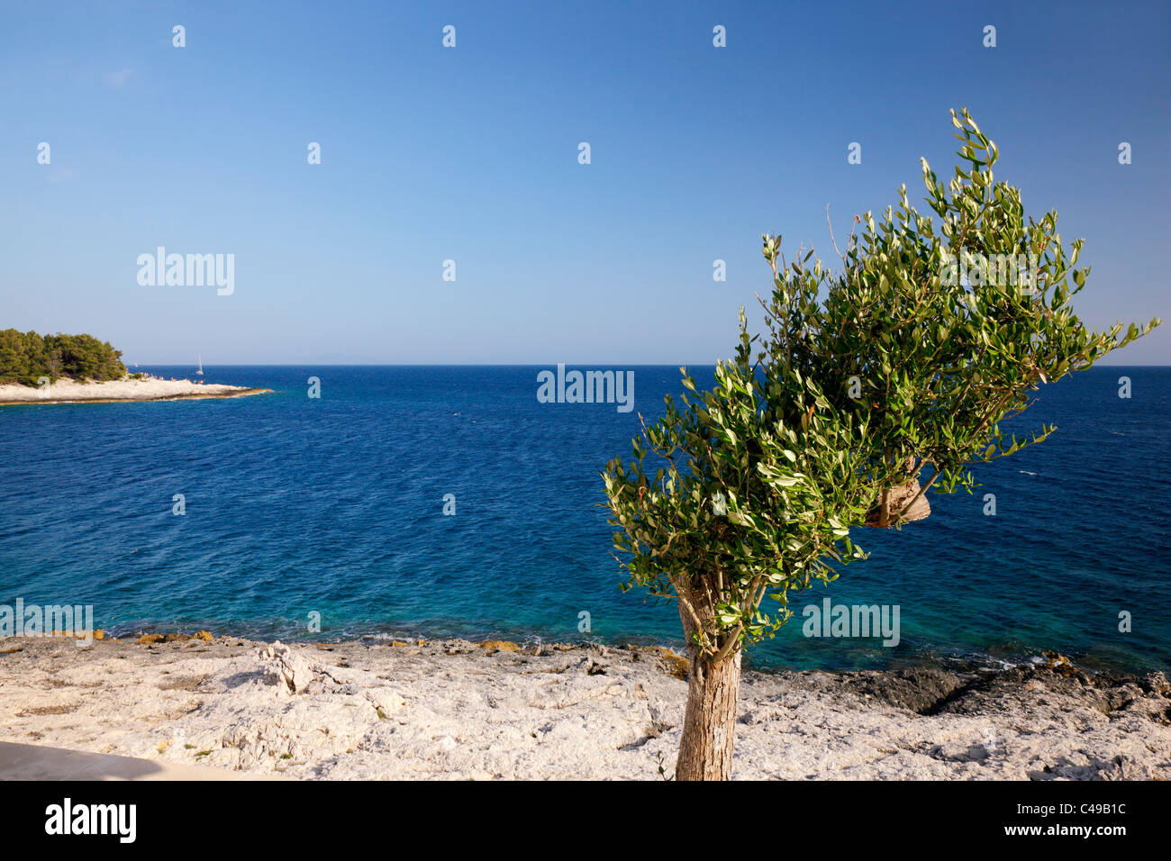 Rock with olive tree hi-res stock photography and images - Alamy