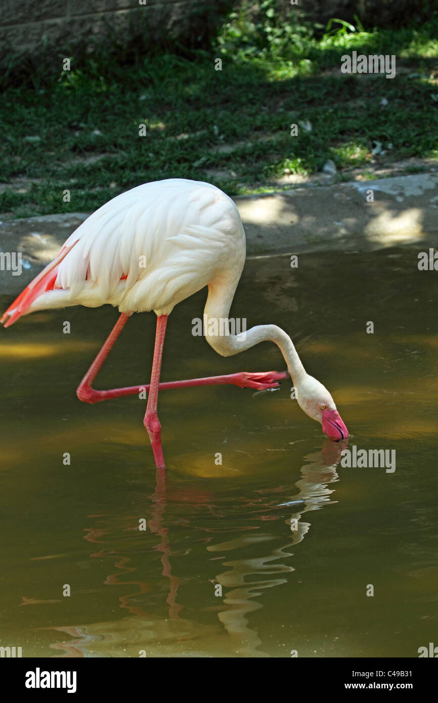 Phoenicopteridae hi-res stock photography and images - Alamy