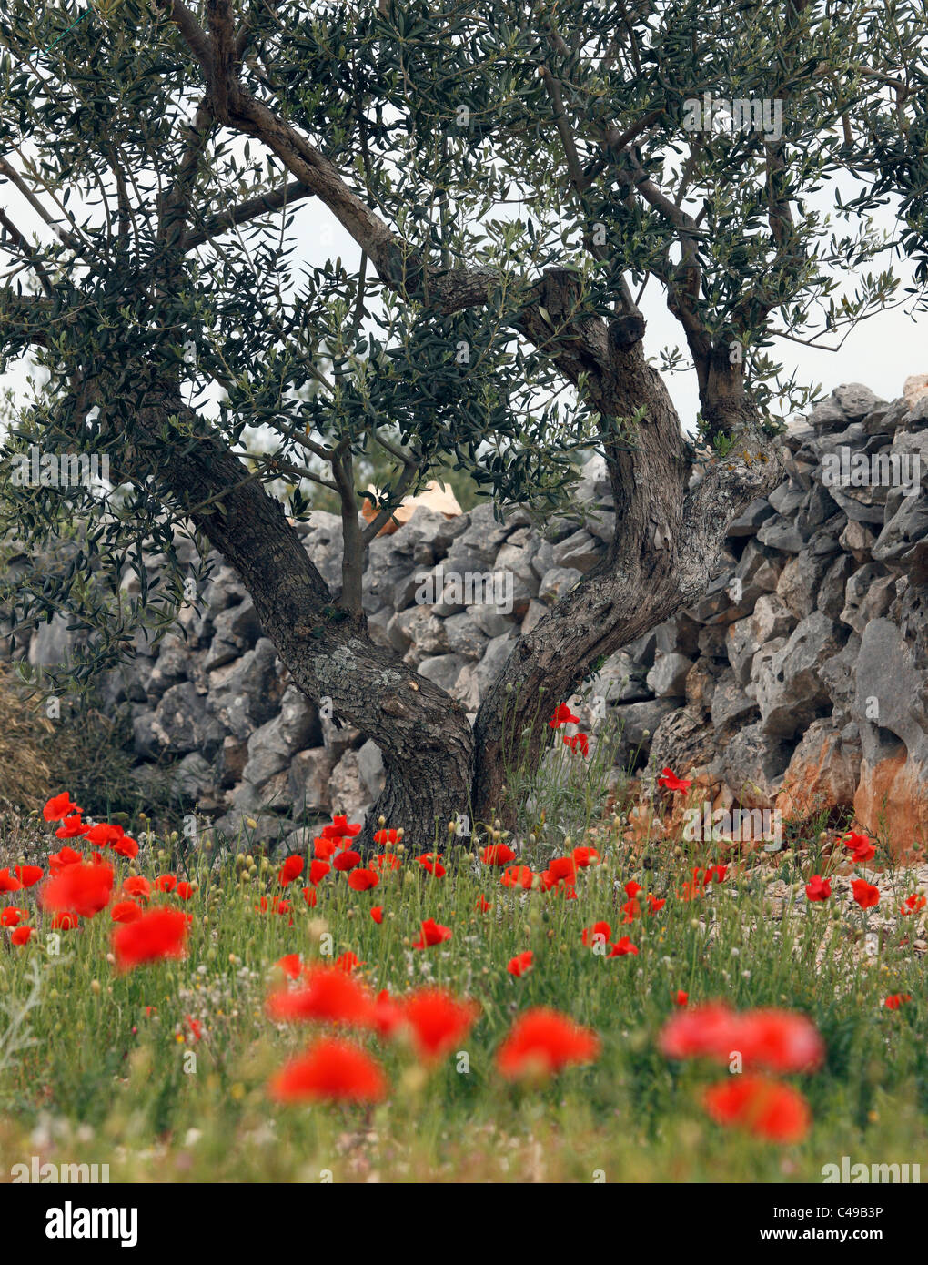 Tree poppy flower hi-res stock photography and images - Alamy
