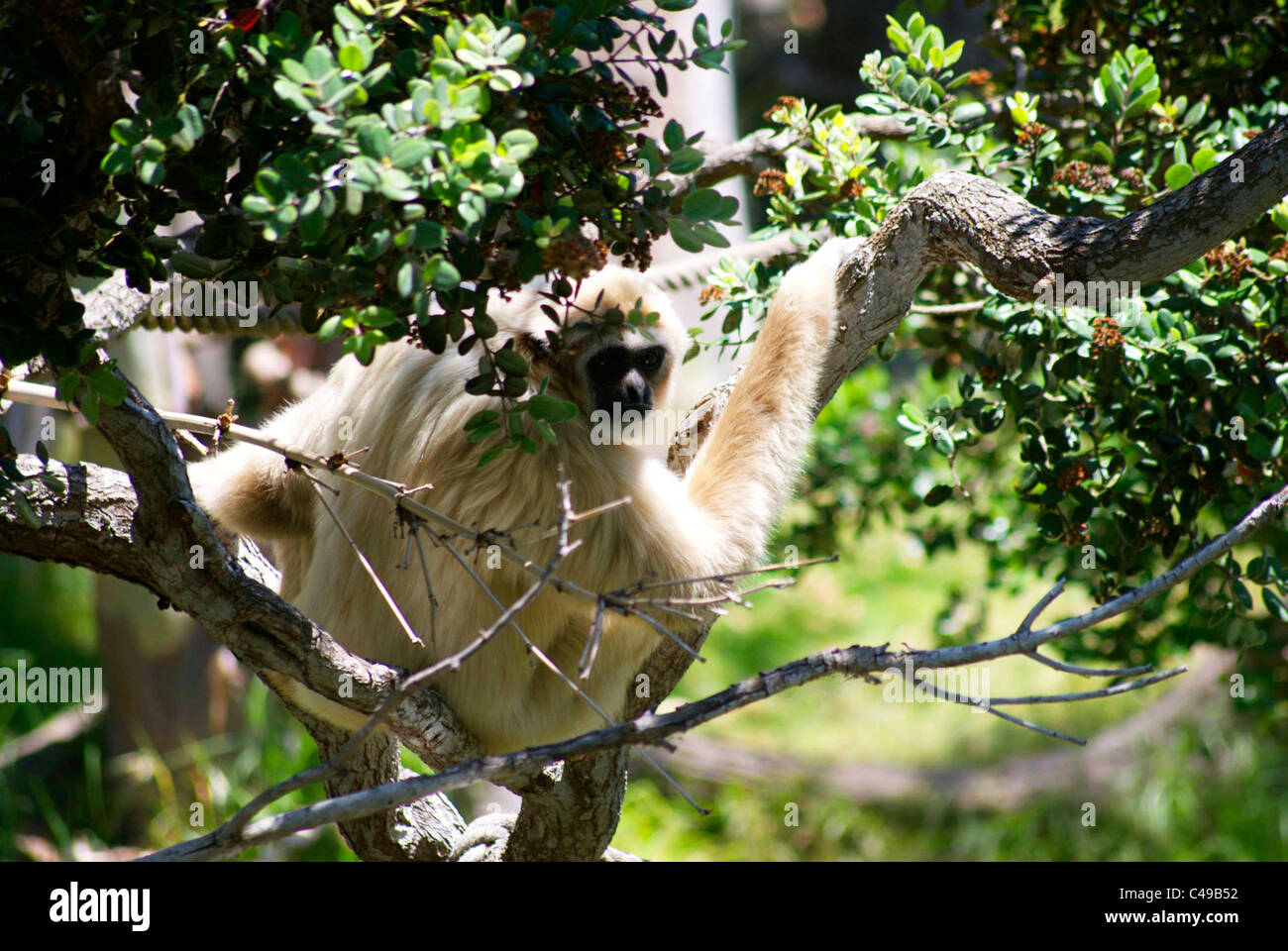 Monkeys climb hi-res stock photography and images - Alamy