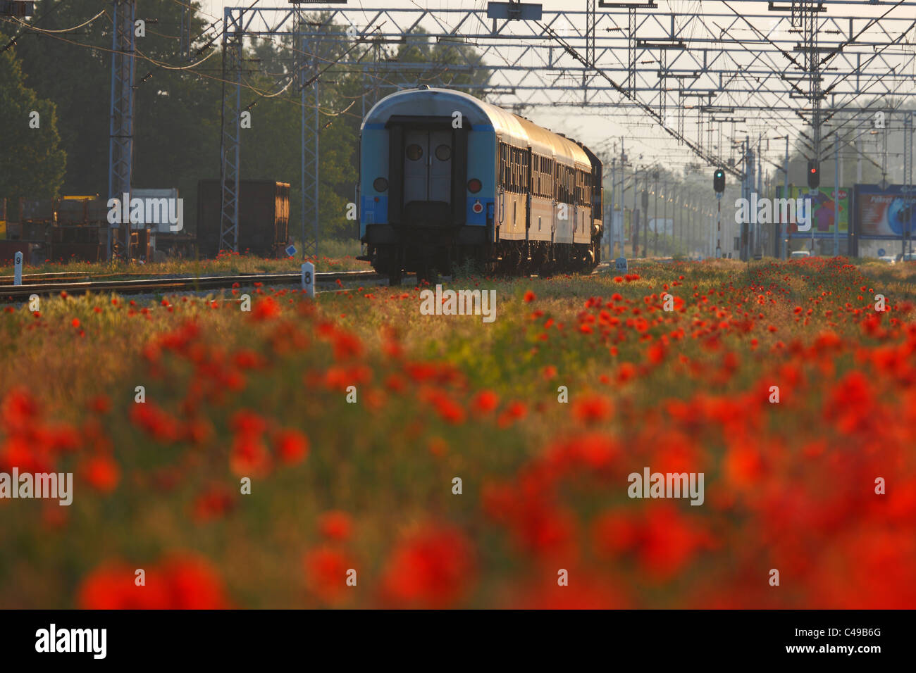 Poppy field and train Stock Photo - Alamy