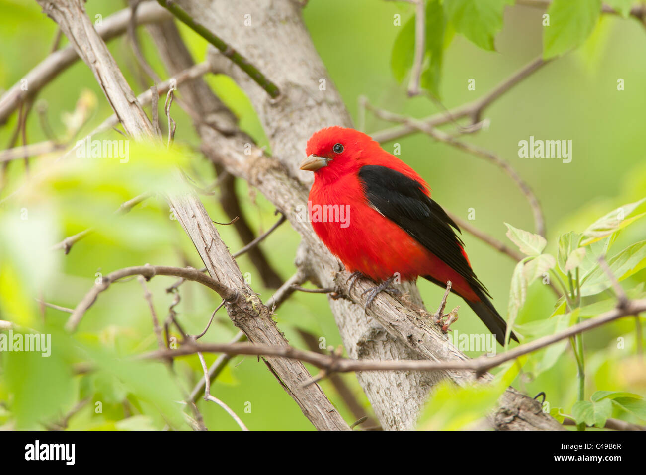 Scarlet tanager perched hi-res stock photography and images - Alamy