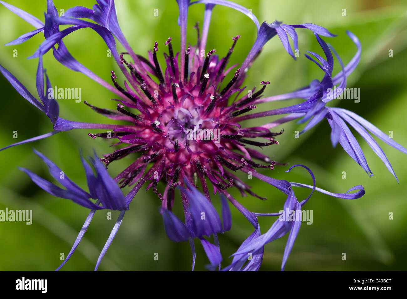 Purple cornflower hi-res stock photography and images - Alamy