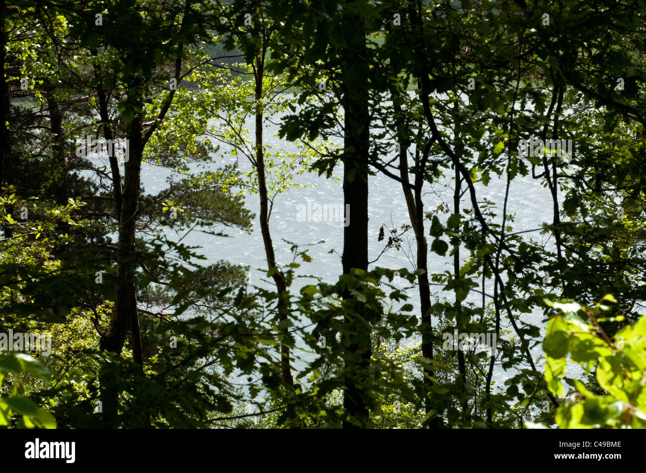 View through trees in Swedish forest to fjord beyond Stock Photo - Alamy