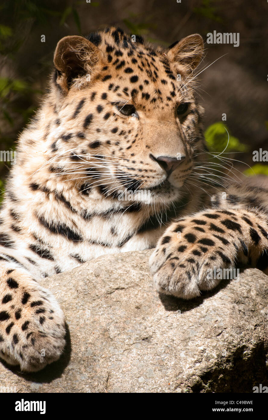 Male Amur leopard on rock Stock Photo - Alamy