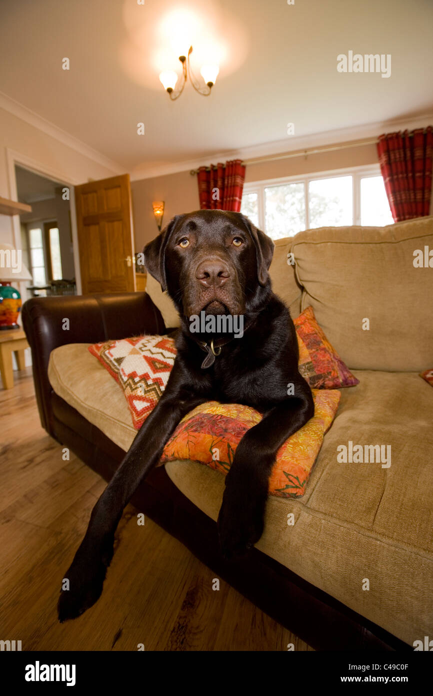 Adult chocolate labrador retriever hi-res stock photography and images ...