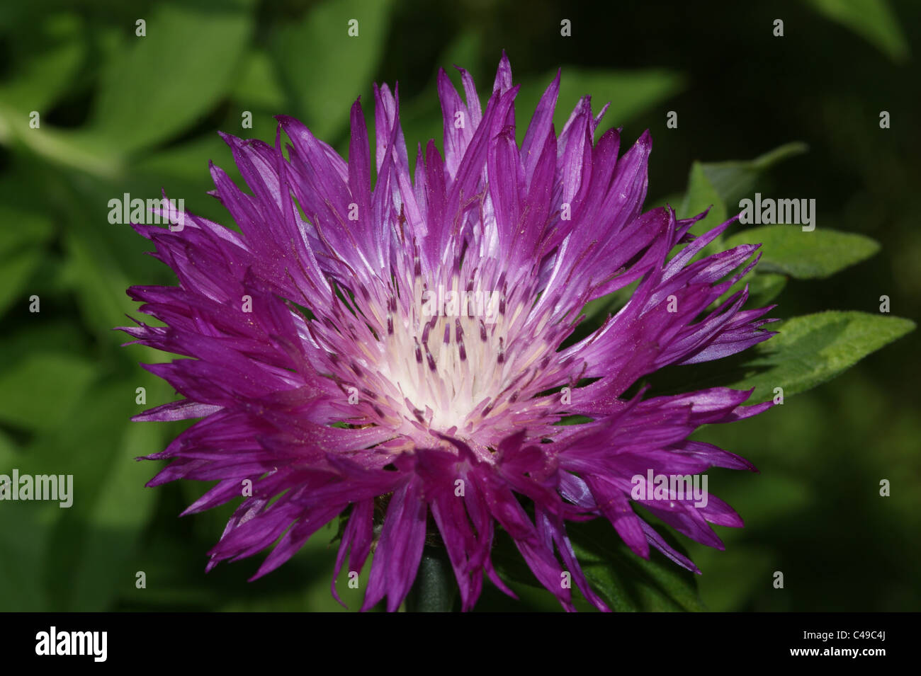 John coutts hi-res stock photography and images - Alamy