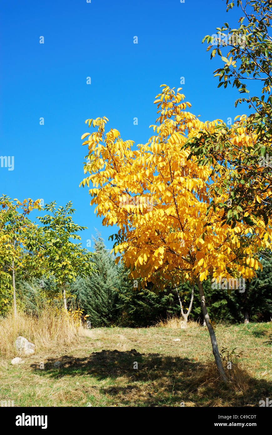 Walnut tree in autumn hi-res stock photography and images - Alamy