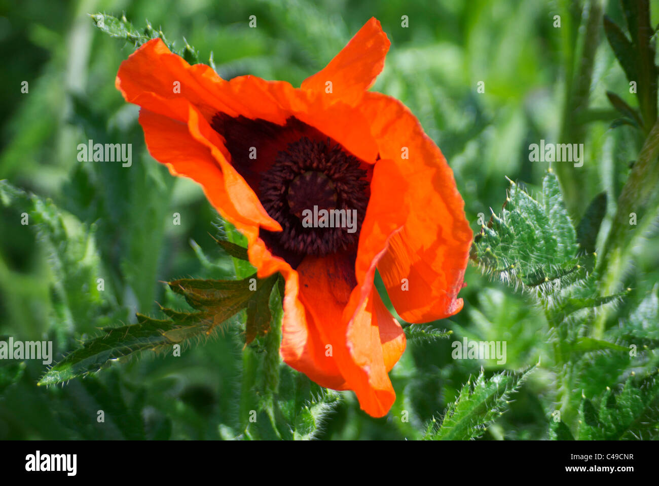 Close up red poppy leaves hi-res stock photography and images - Alamy