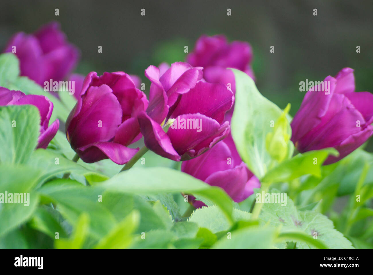 purple flowers pointing to the right of the picture Stock Photo - Alamy