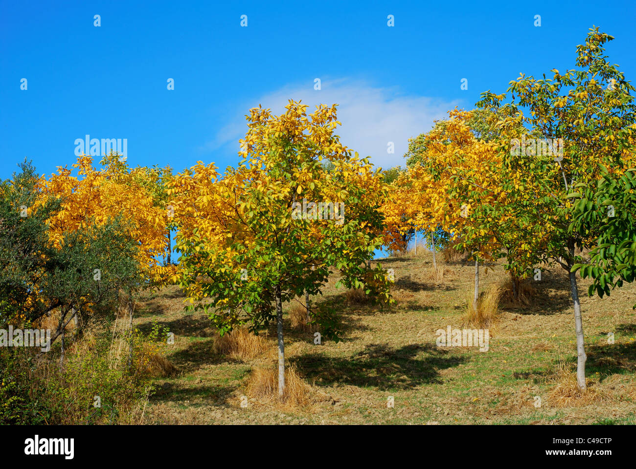 Mature walnut trees hi-res stock photography and images - Alamy