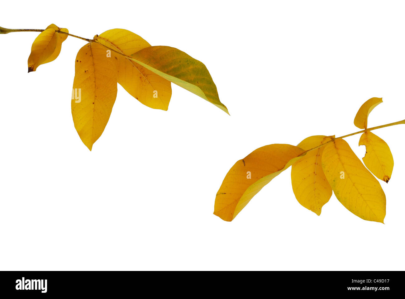 Yellow autumn walnut leaves over white background Stock Photo - Alamy