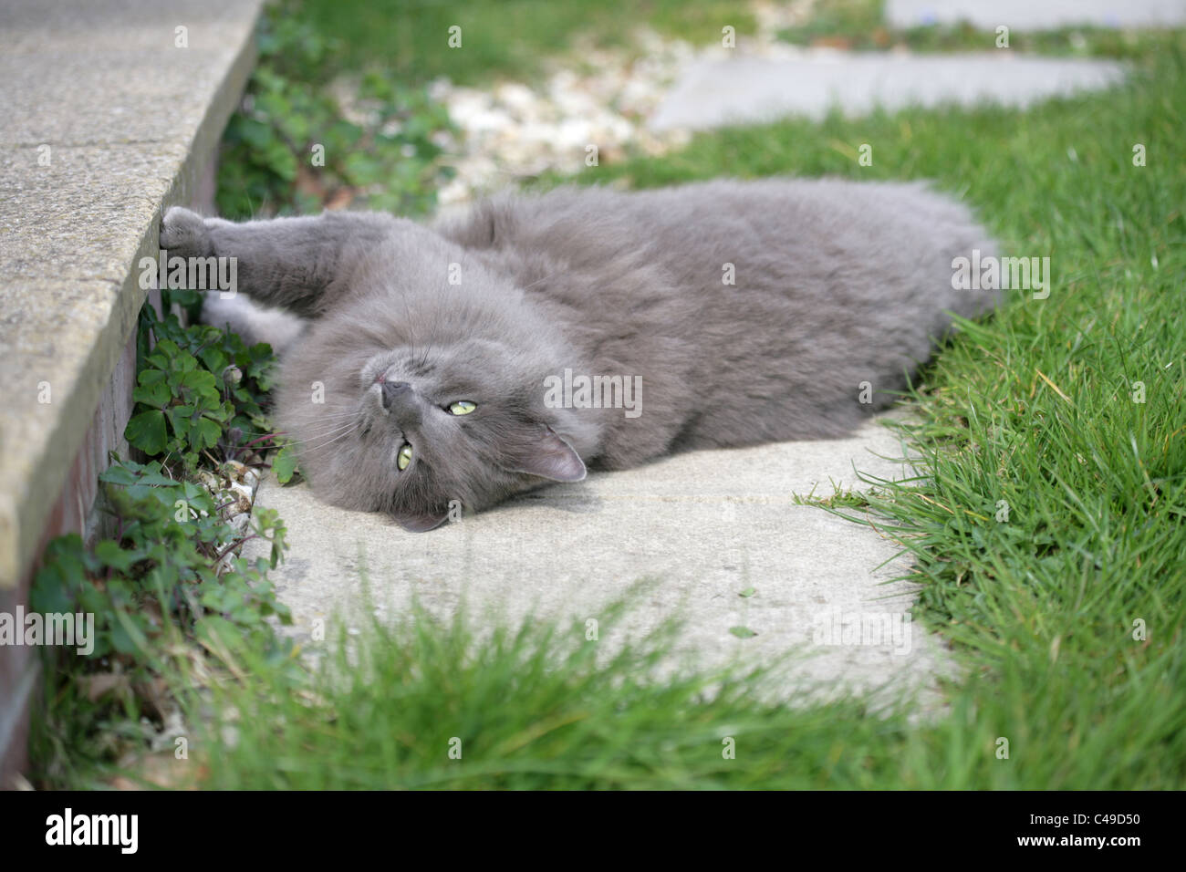 Cat laying in the grass hi-res stock photography and images - Alamy