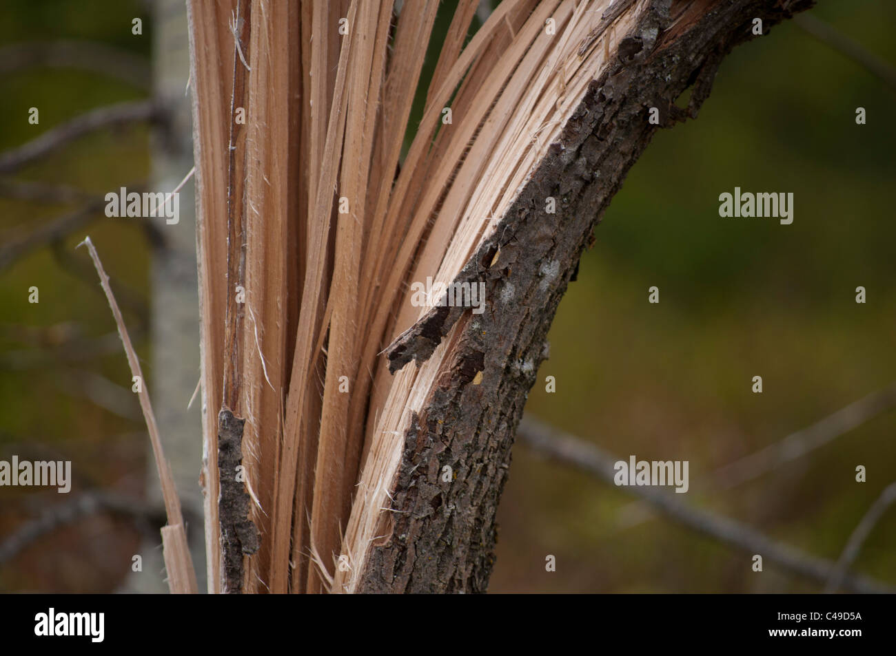 Tree bole hi-res stock photography and images - Alamy