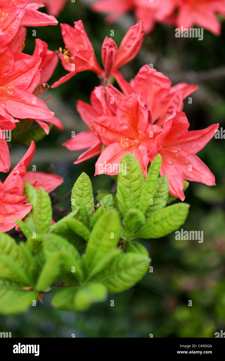 Red azaleas blooms hi-res stock photography and images - Alamy