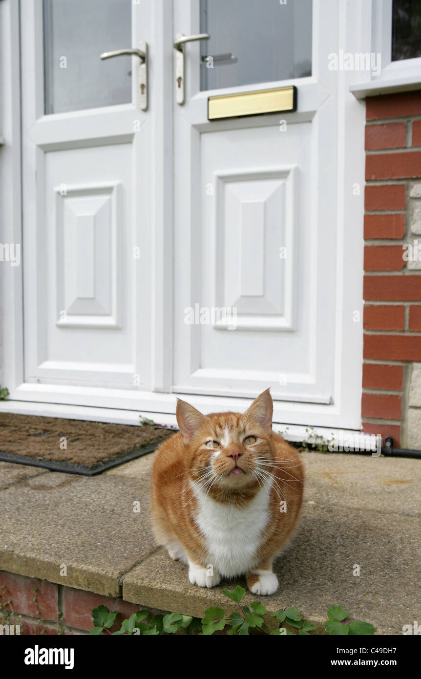 Waiting cat hi-res stock photography and images - Alamy