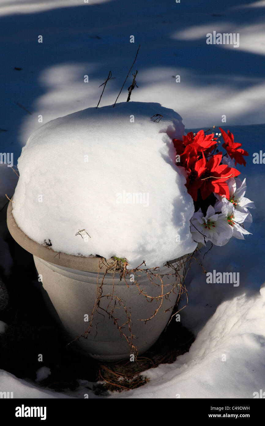 plant pot outside in winter at Ross bay cemetery with snow covering and ...