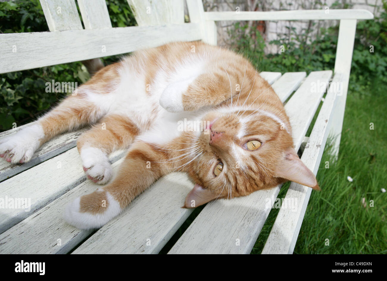 Ginger tom cat uk hi-res stock photography and images - Alamy
