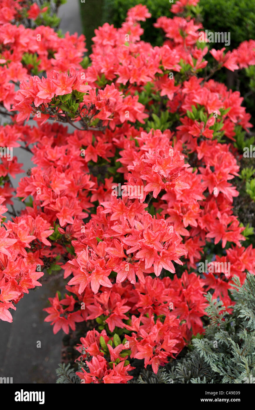 Beautiful red azaleas captured in Wenlock Road, Shrewsbury Stock Photo ...