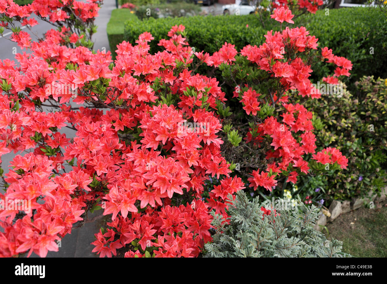 Red azaleas blooms hi-res stock photography and images - Alamy