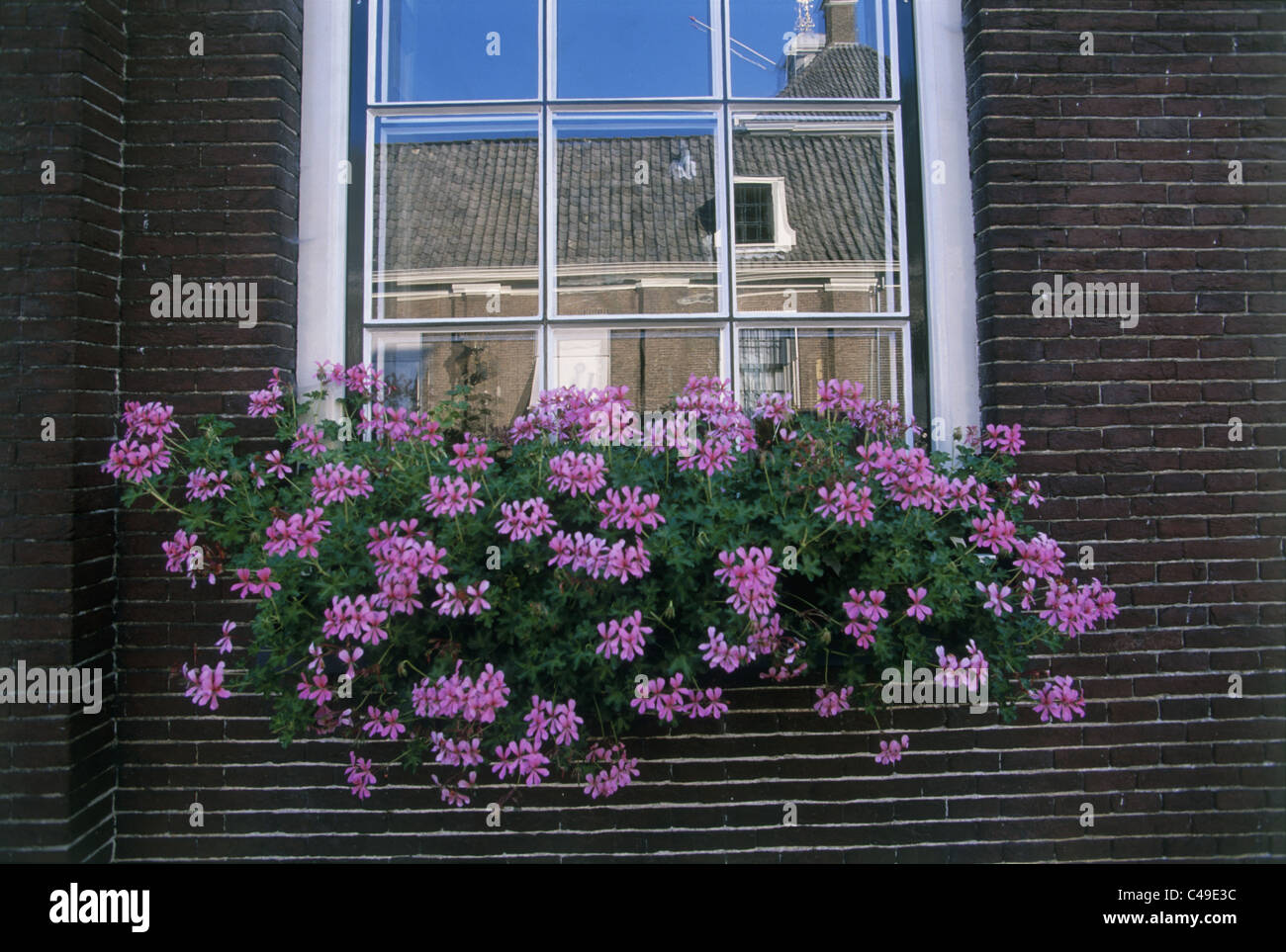 Photograph of planter with flowers on a window Stock Photo - Alamy