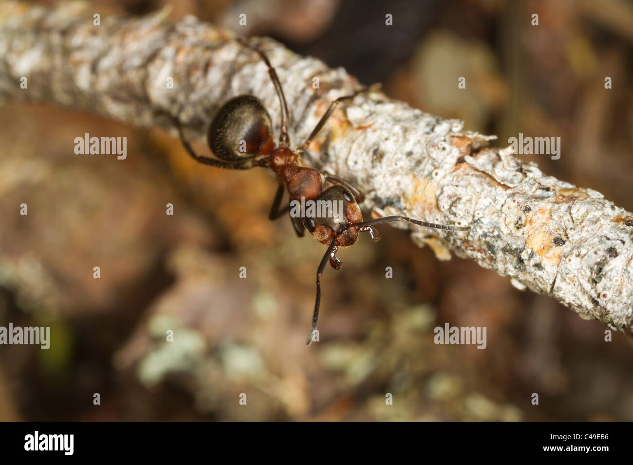 Ant walking hi-res stock photography and images - Alamy