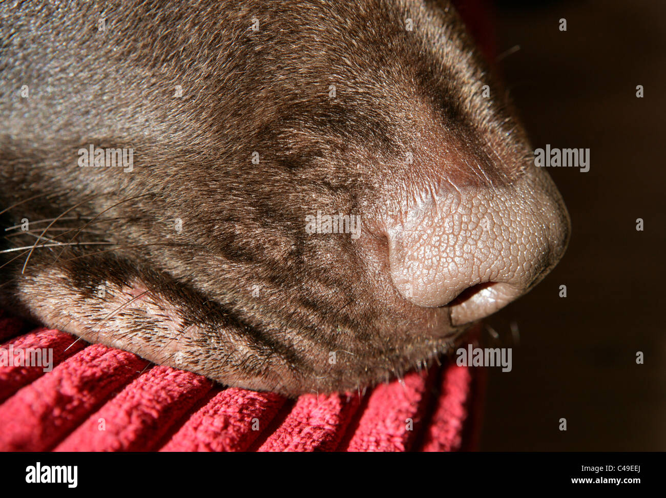 Labrador retriever Close-up of nose UK Stock Photo - Alamy